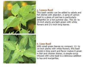 10 Varieties of Basil and Their Uses - Fresh From the Gardens