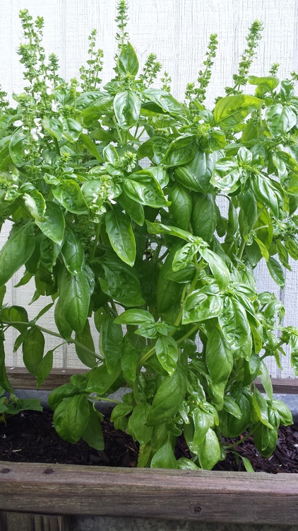 It's Basil Week! - Fresh From the Gardens