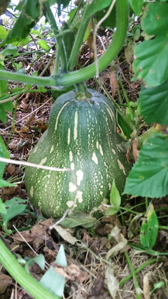 Nuts for Butternut Squash - Fresh From the Gardens