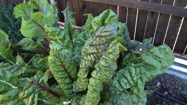 The Mittleider Gardening Method - What is it? - Fresh from the Gardens